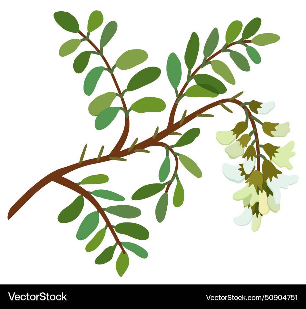Blooming acacia plant isolated Royalty Free Vector Image