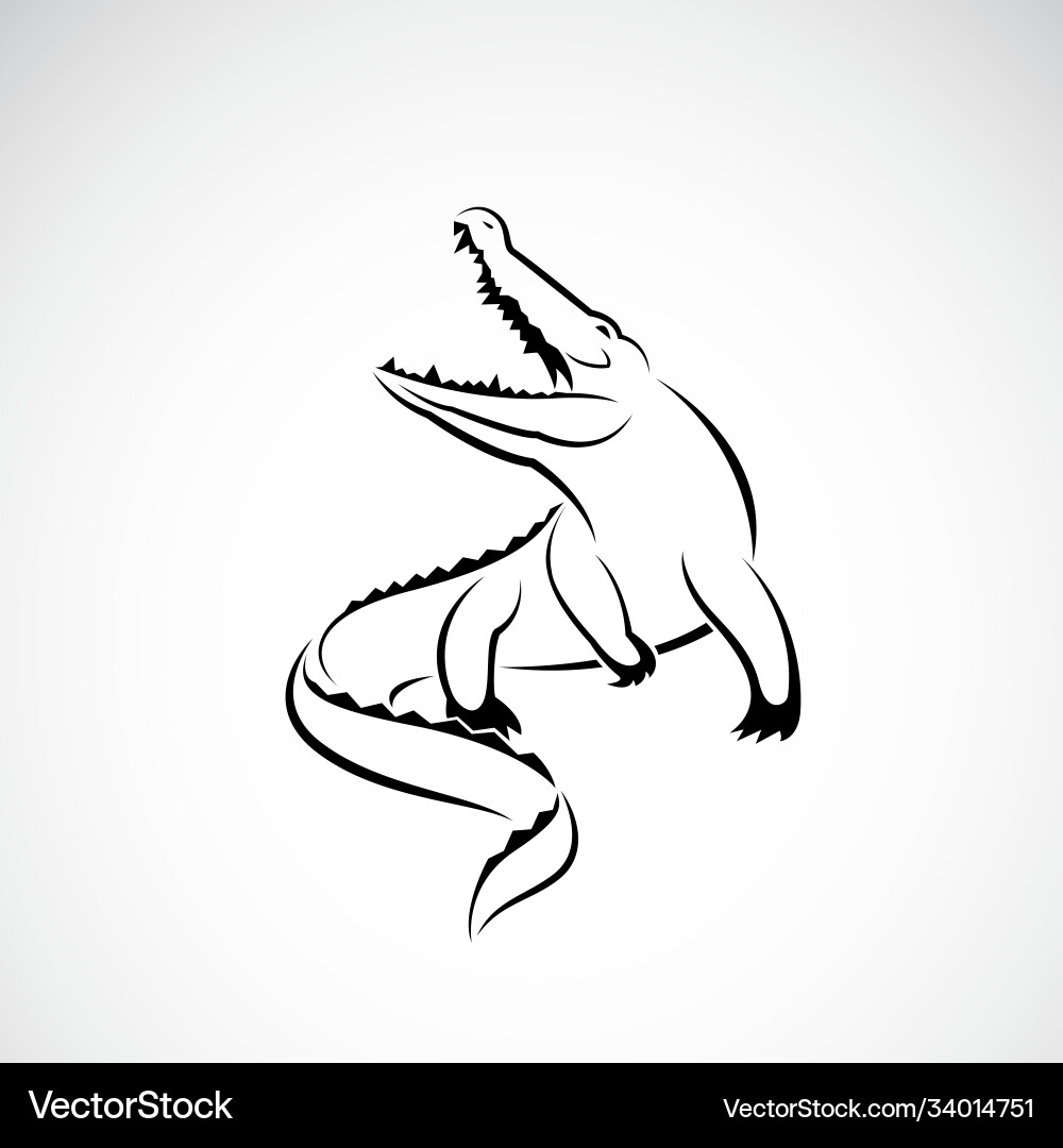 Crocodile design on white background wild Vector Image