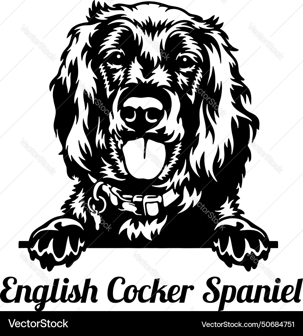 English cocker spaniel dog - peeking breed Vector Image
