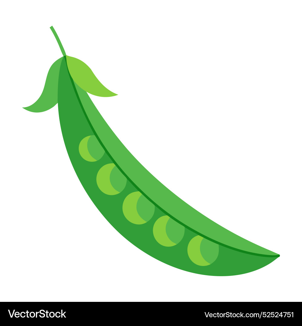 Green peas vegetable for cooking meals a bright Vector Image