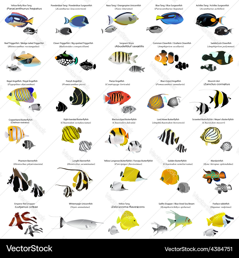 Marine fish Royalty Free Vector Image - VectorStock
