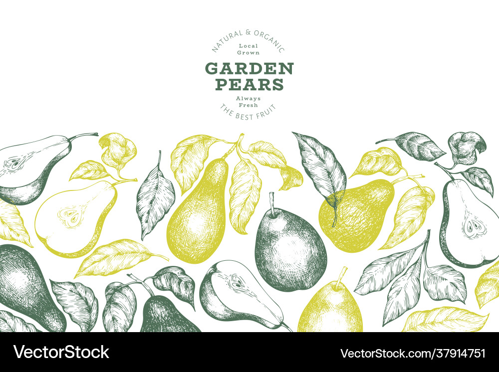 Pear design template hand drawn garden fruit Vector Image