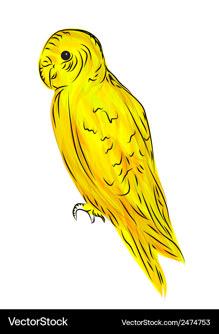 Parrot Royalty Free Vector Image - VectorStock