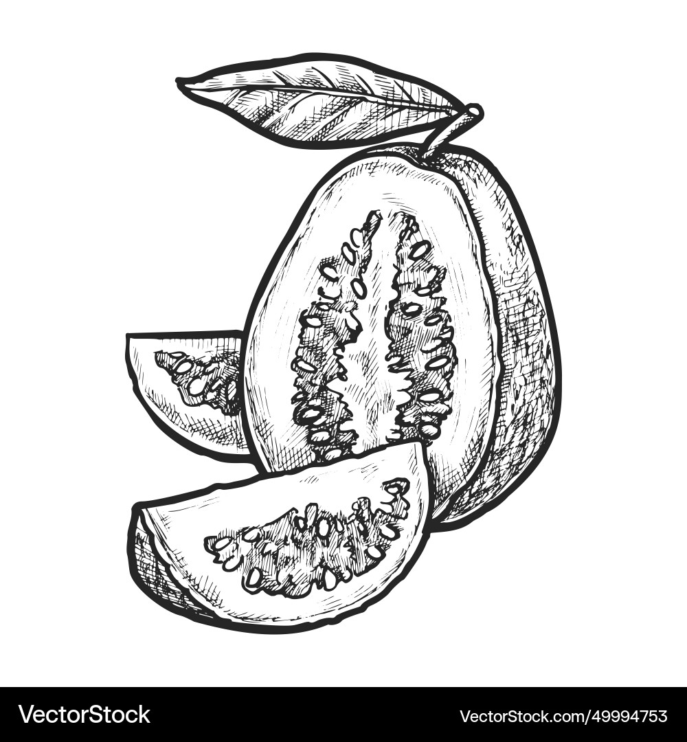 Realistic guava sketch tropical fruit Royalty Free Vector