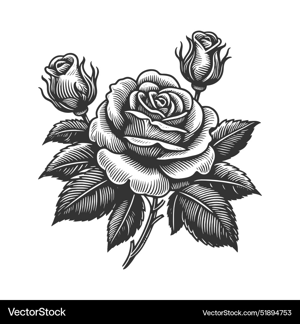 Rose engraving sketch Royalty Free Vector Image