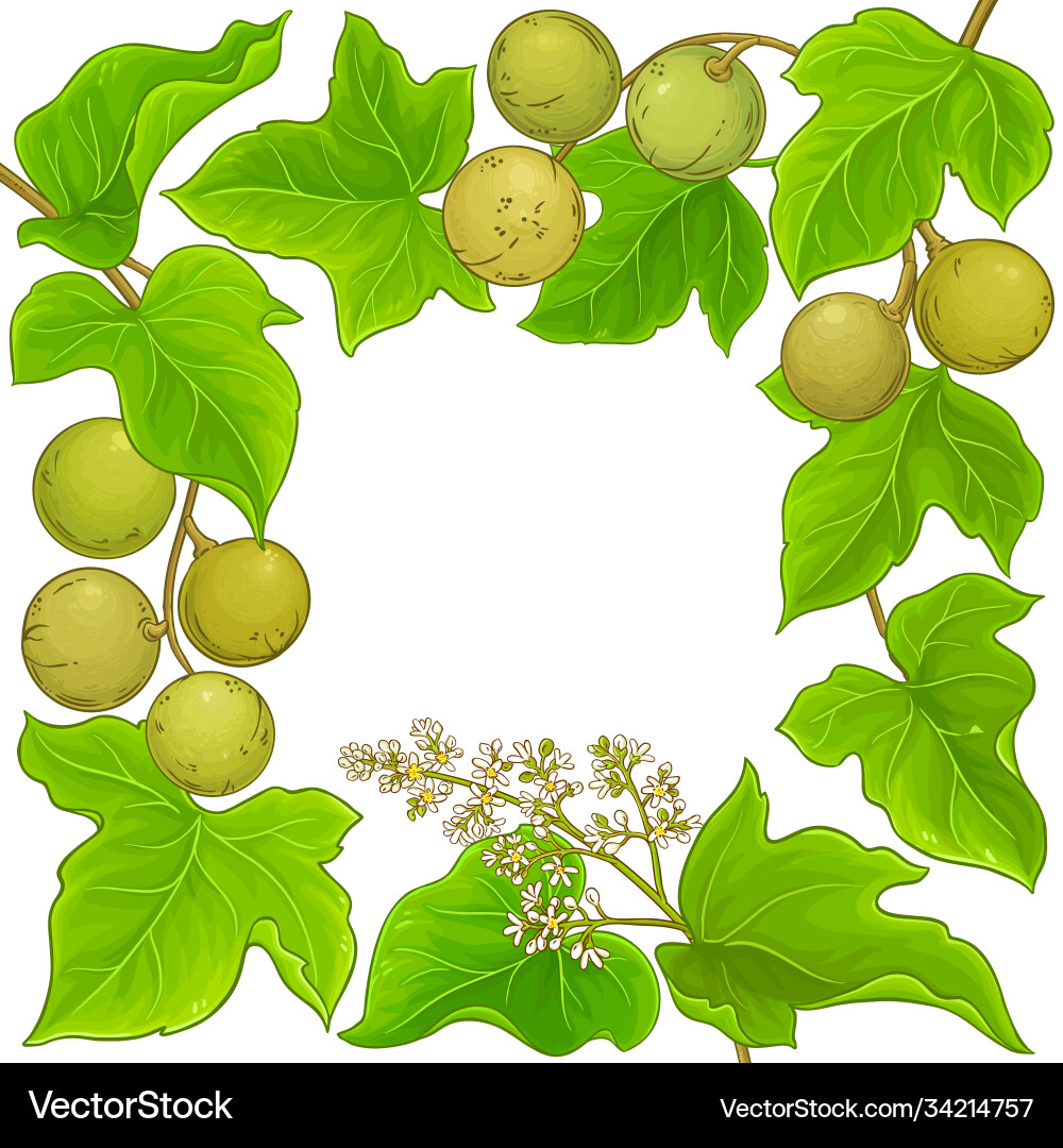 Kukui plant frame on white background Royalty Free Vector