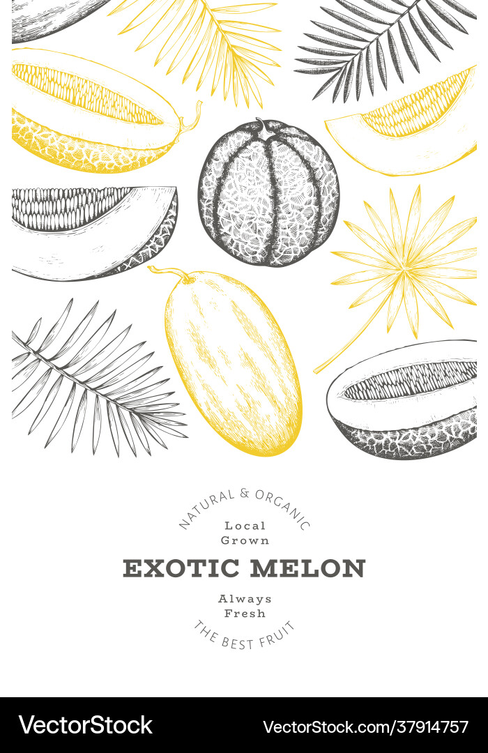 Melons with tropical leaves design template hand Vector Image