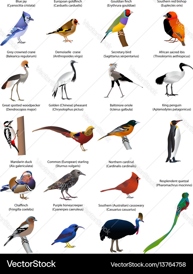 Birds Royalty Free Vector Image - VectorStock