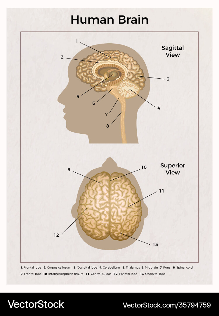 Human brain anatomy composition Royalty Free Vector Image