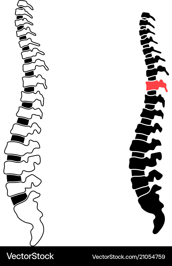 Human spine Royalty Free Vector Image - VectorStock