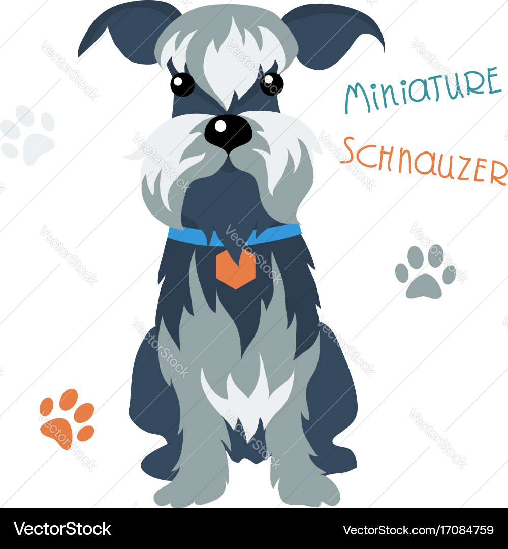 Miniature schnauzer dog Royalty Free Vector Image