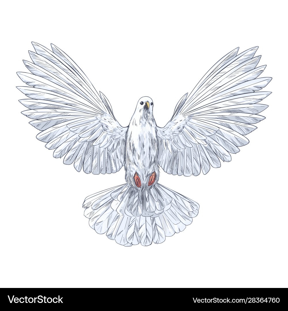 Flying white dove front view full color sketch Vector Image