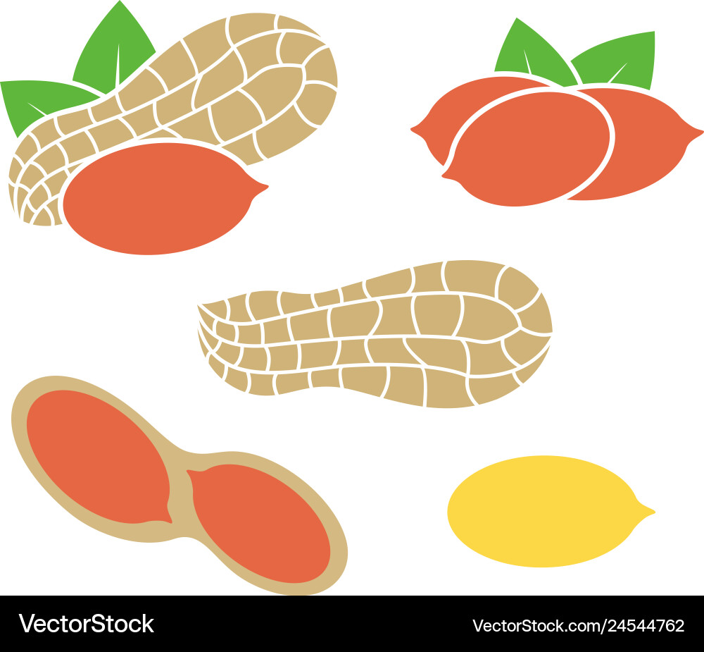Peanut Royalty Free Vector Image - VectorStock
