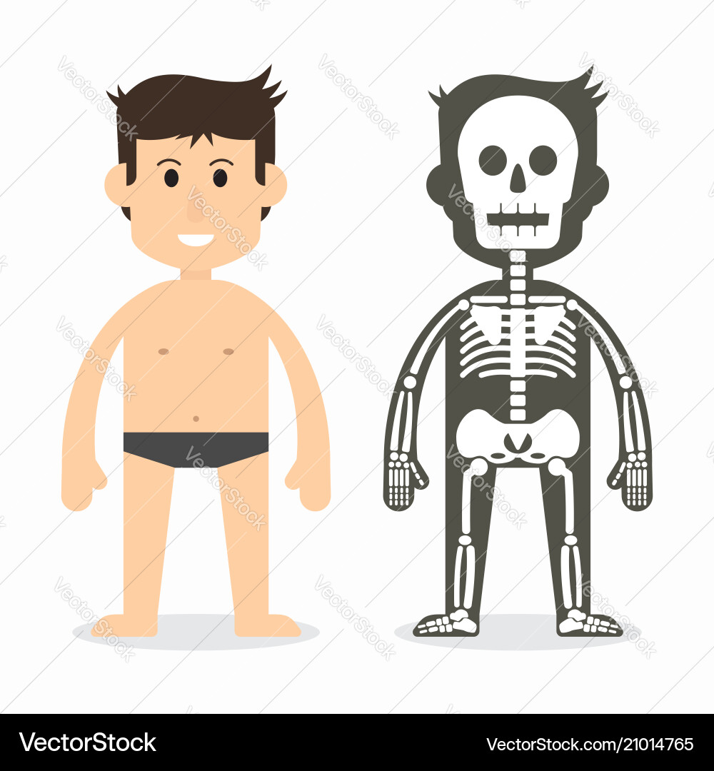 Human body and skeletal system flat design Vector Image