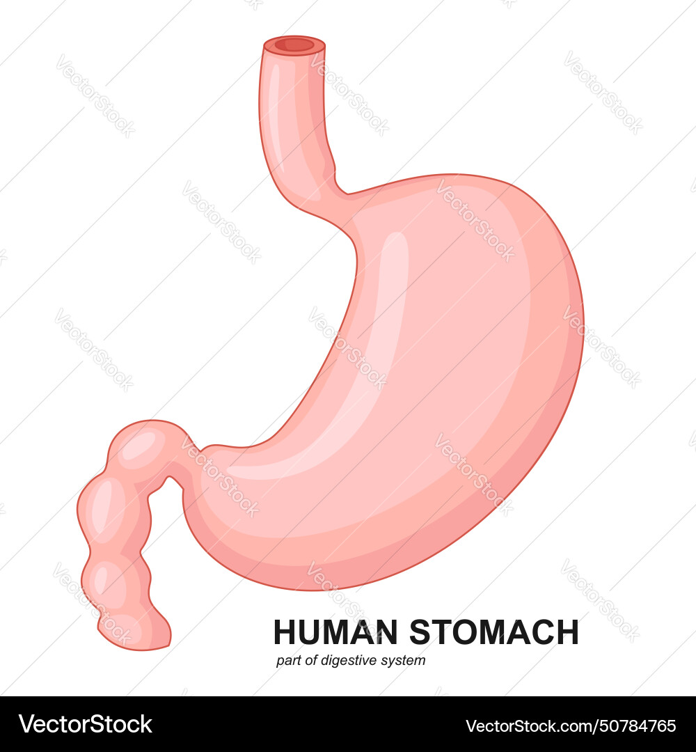 Human stomach cartoon Royalty Free Vector Image