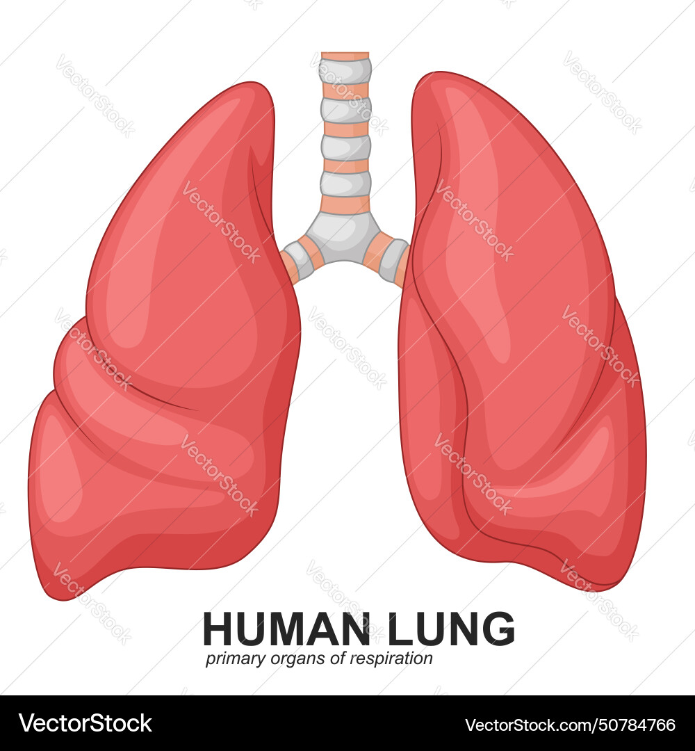 Human lungs respiratory cartoon Royalty Free Vector Image