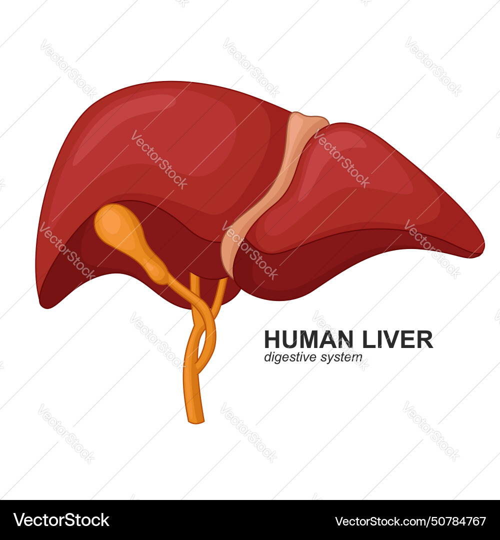 Human liver cartoon Royalty Free Vector Image - VectorStock