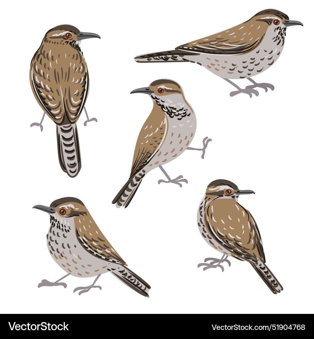 Drawing bird cactus wren Royalty Free Vector Image