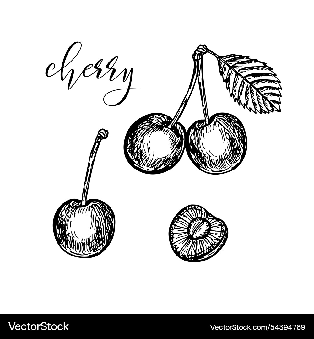 Cherry sketch outline simple doodle drawing Vector Image