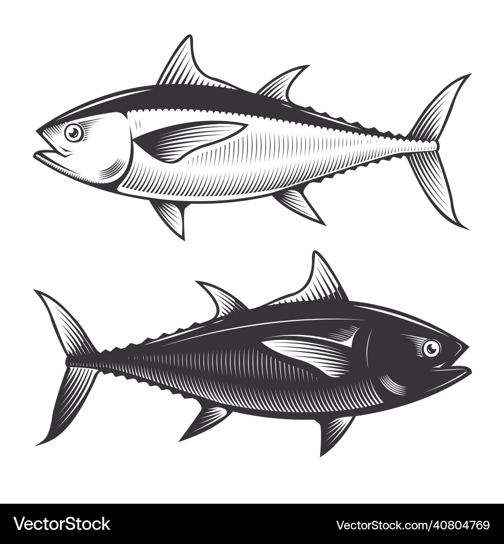 Yellowfin Tuna Line Art Royalty Free Vector Image
