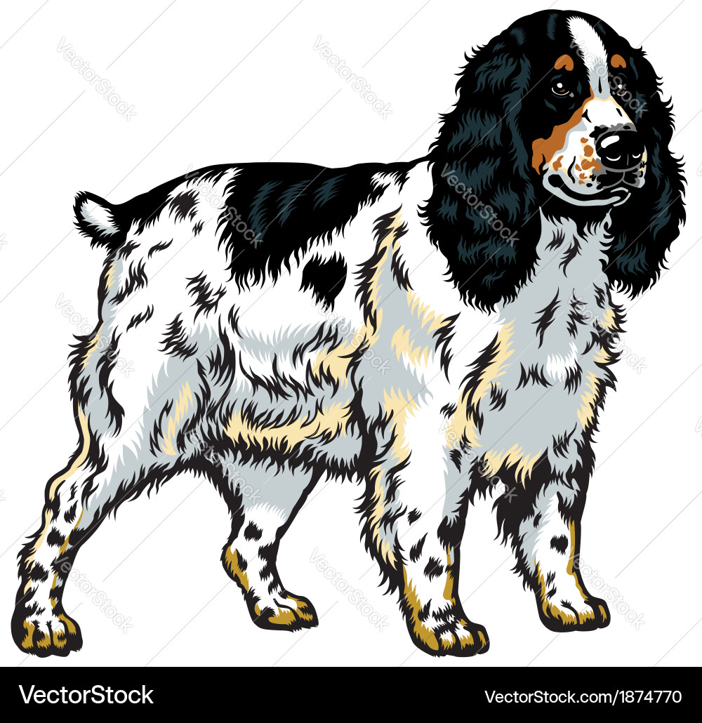 English cocker spaniel Royalty Free Vector Image