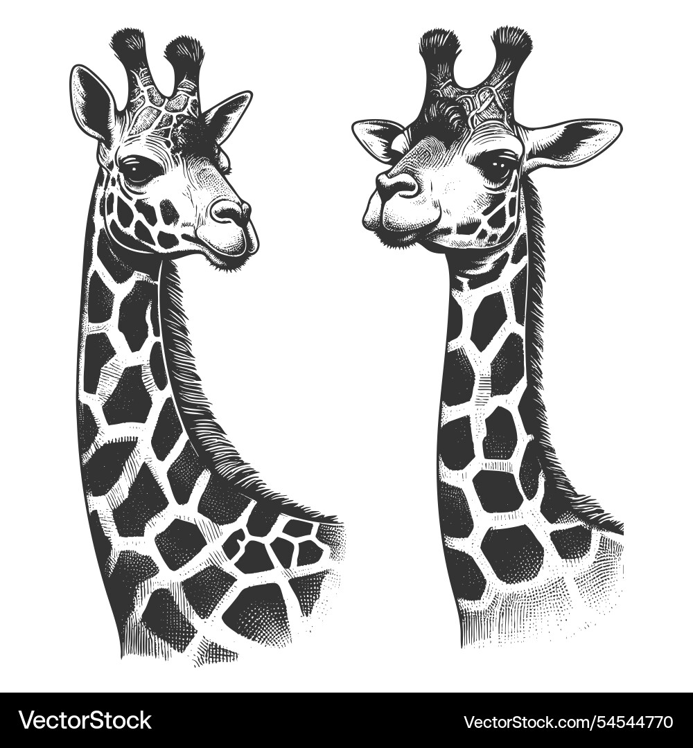 Pair of giraffes engraving Royalty Free Vector Image