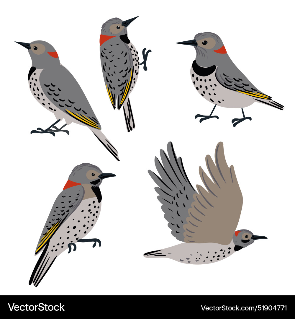 Drawing bird northern flicker Royalty Free Vector Image