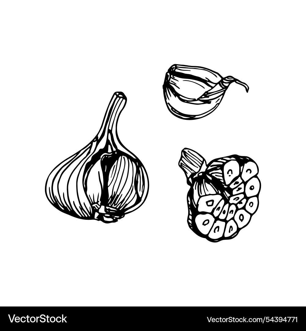 Garlic sketch outline set simple doodle drawing Vector Image