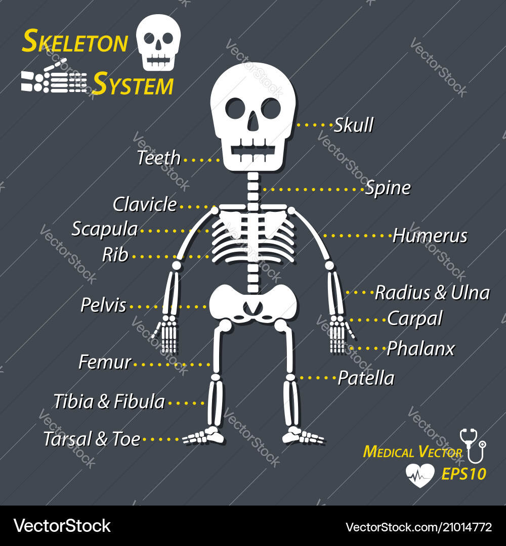 Skeleton Labeled Human Skeleton Labeled Skeletal System