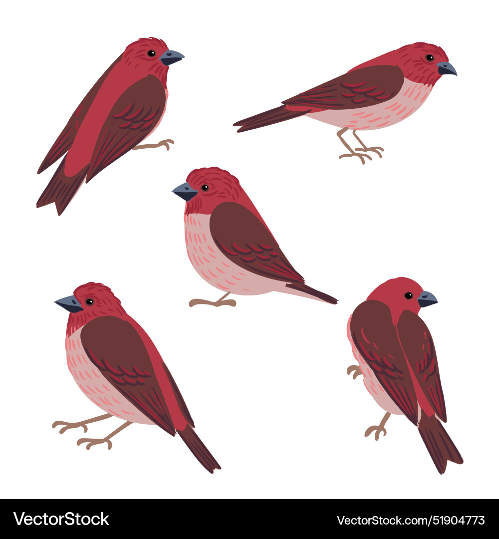 Drawing bird purple finch Royalty Free Vector Image