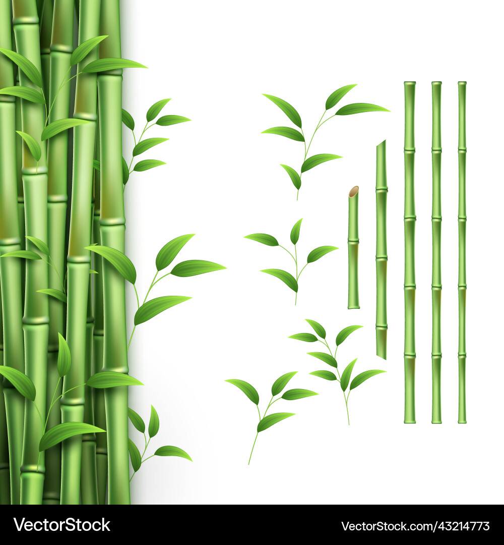Realistic bamboo stick green tree branch Vector Image