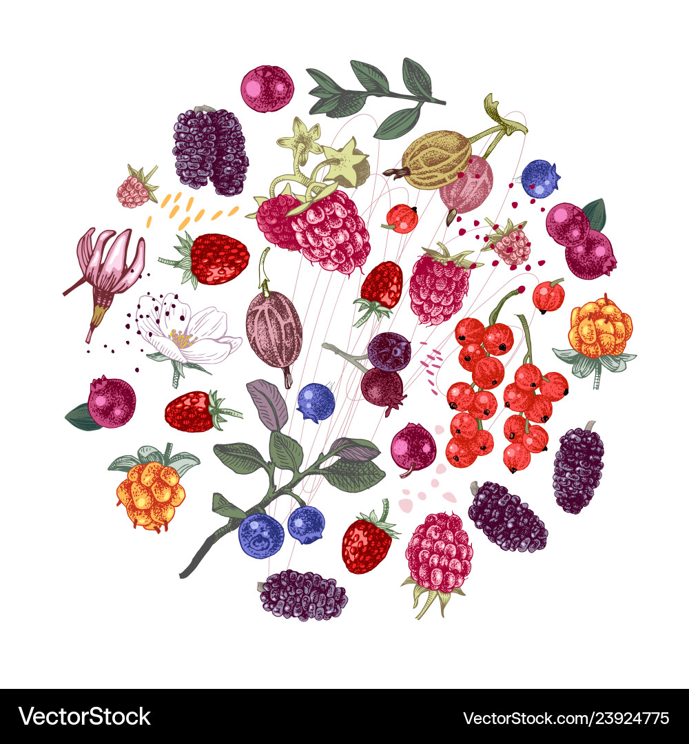 Saskatoon Berry Vector Images (36)