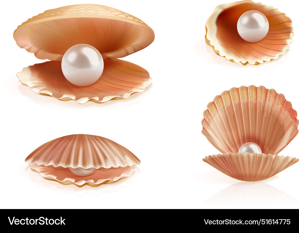 Realistic pearl shell 3d oysters shells closeup Vector Image
