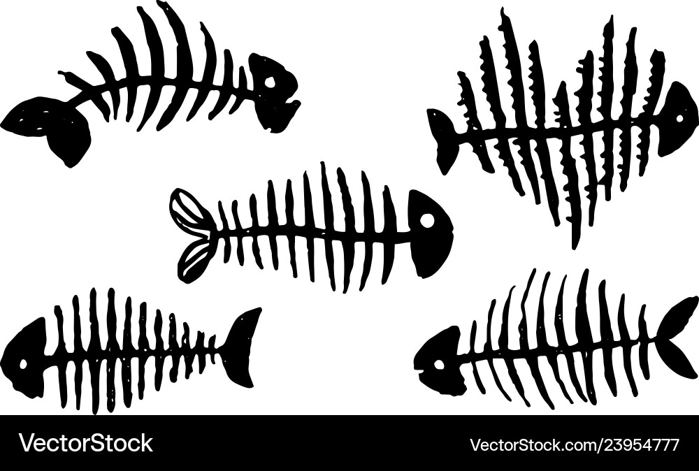 Hand drawn sketch of fish skeleton Royalty Free Vector Image