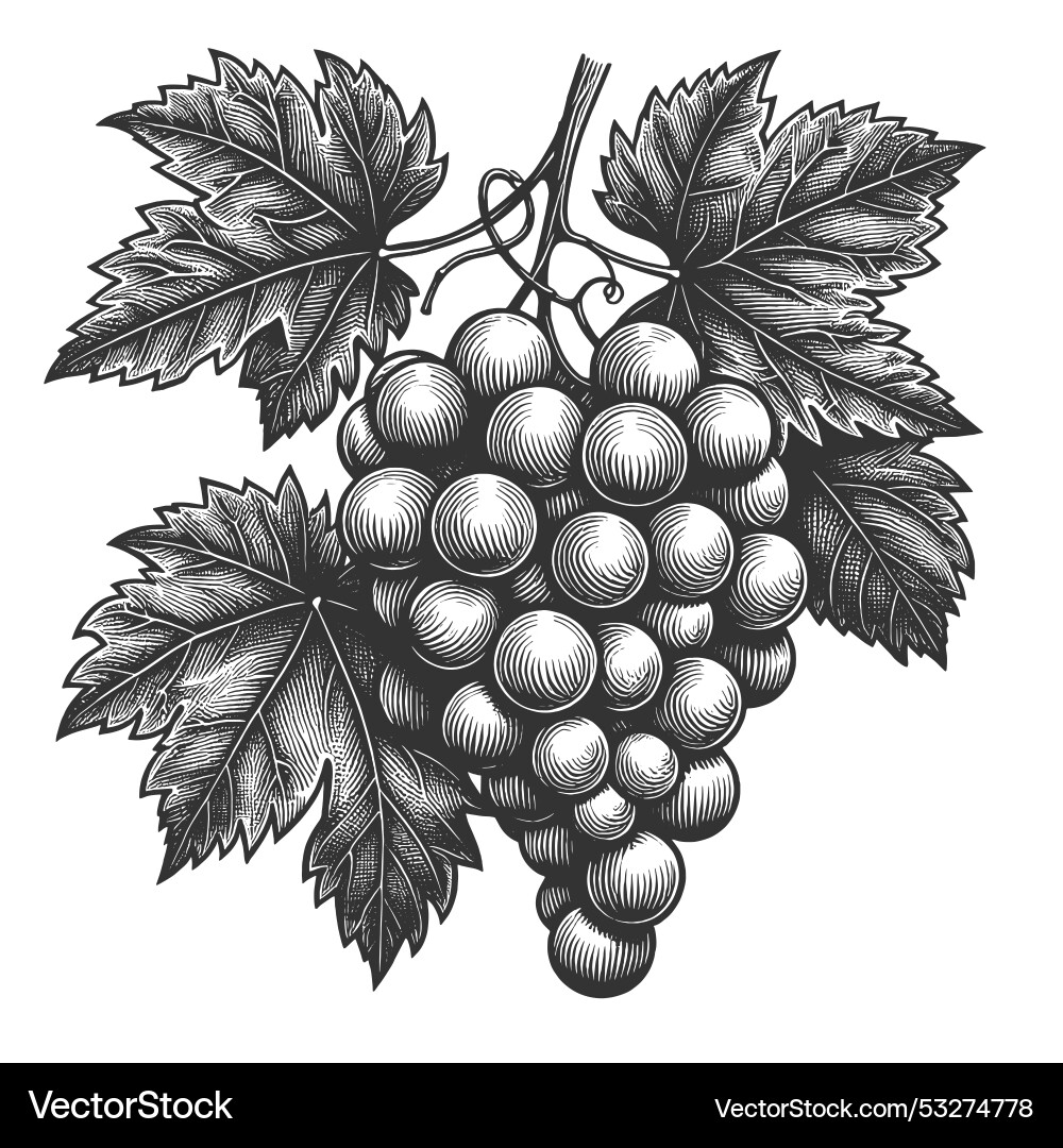 Grapes and vine leaves engraving Royalty Free Vector Image