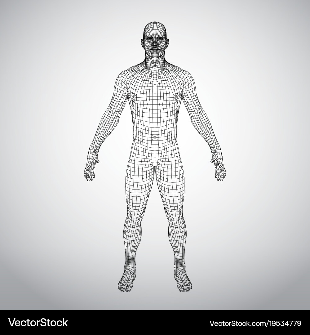 Wire frame human body polygonal 3d model on white Vector Image