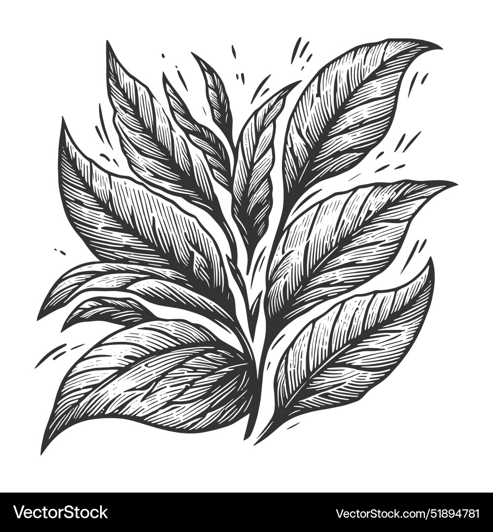 Tea branch engraving line art Royalty Free Vector Image