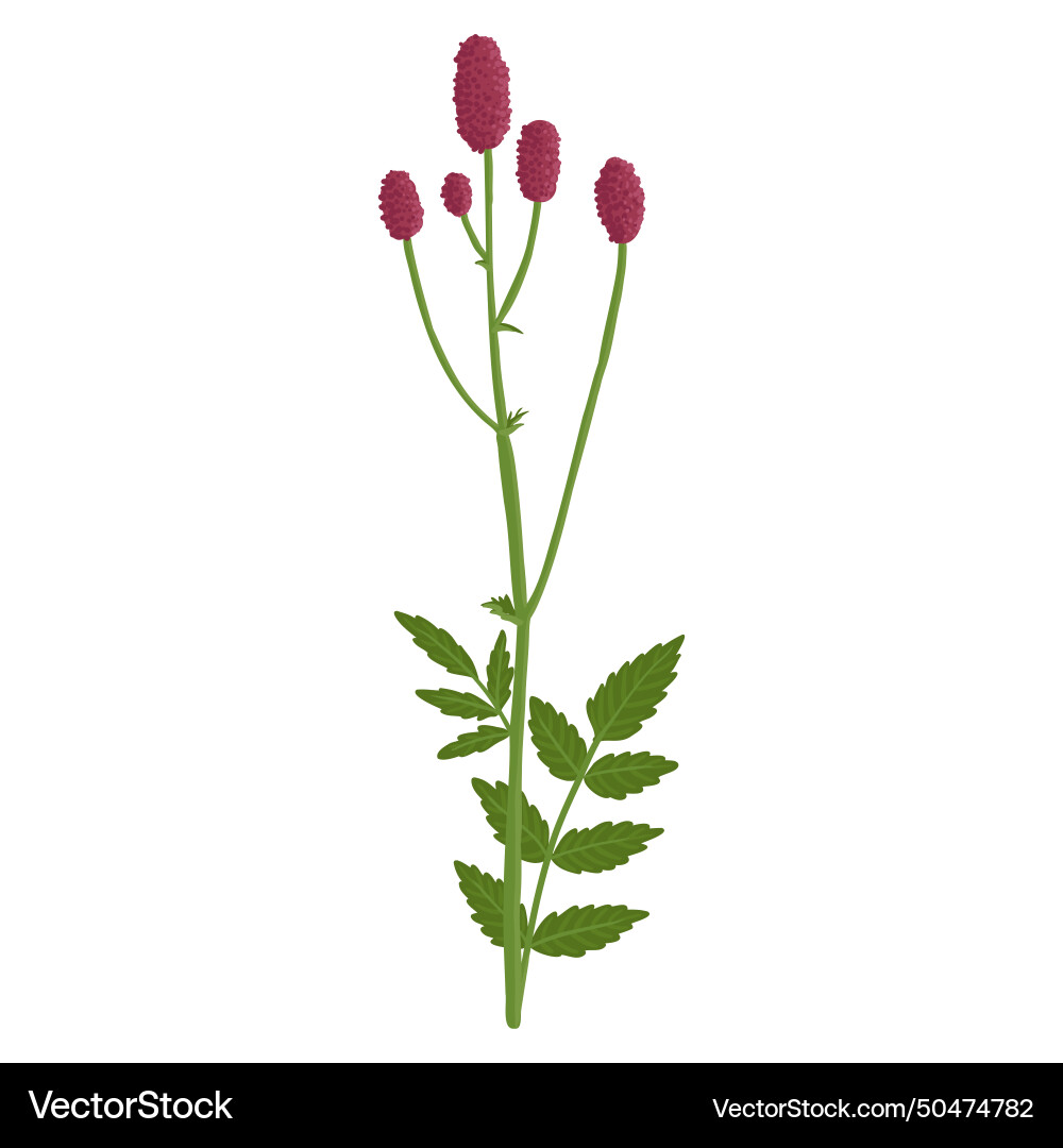 Drawing wild flower great burnet Royalty Free Vector Image