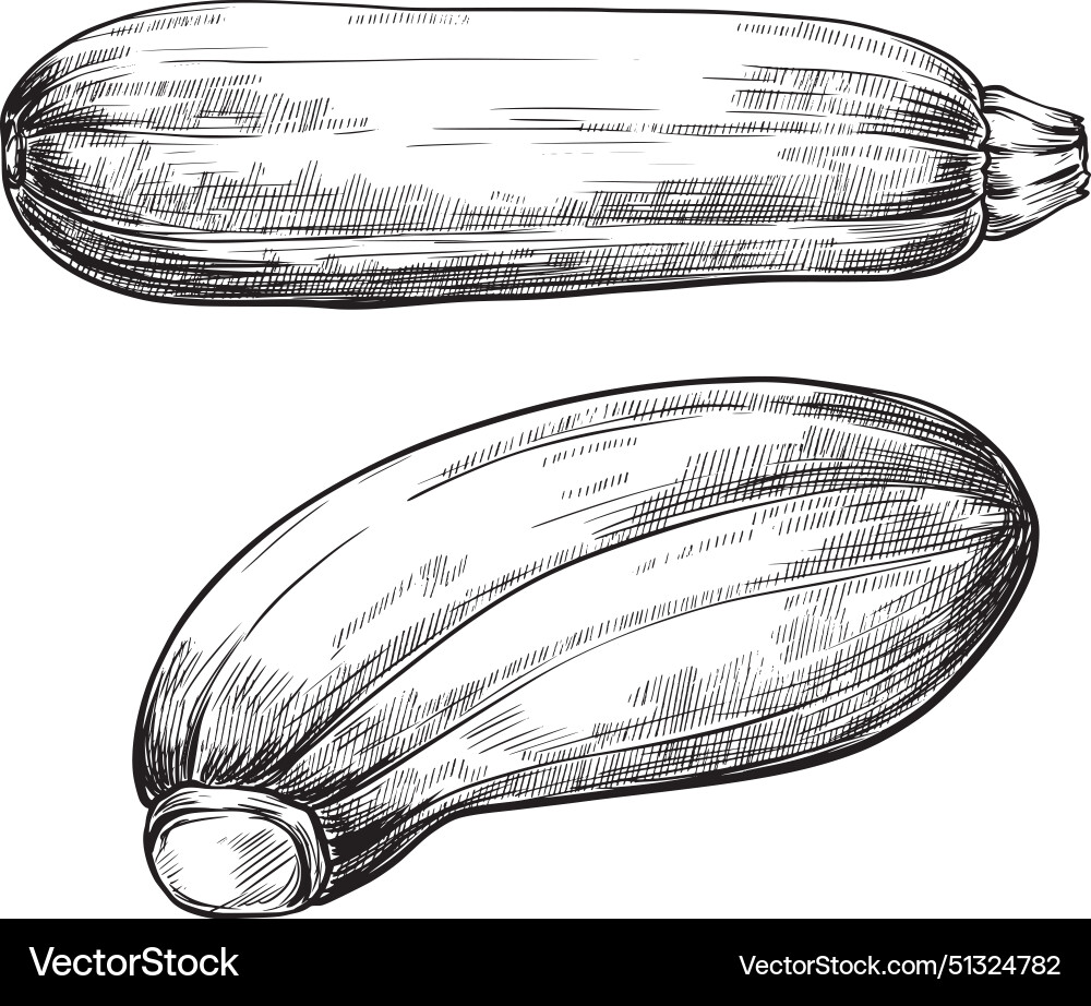 Zucchini vintage sketch drawing Royalty Free Vector Image