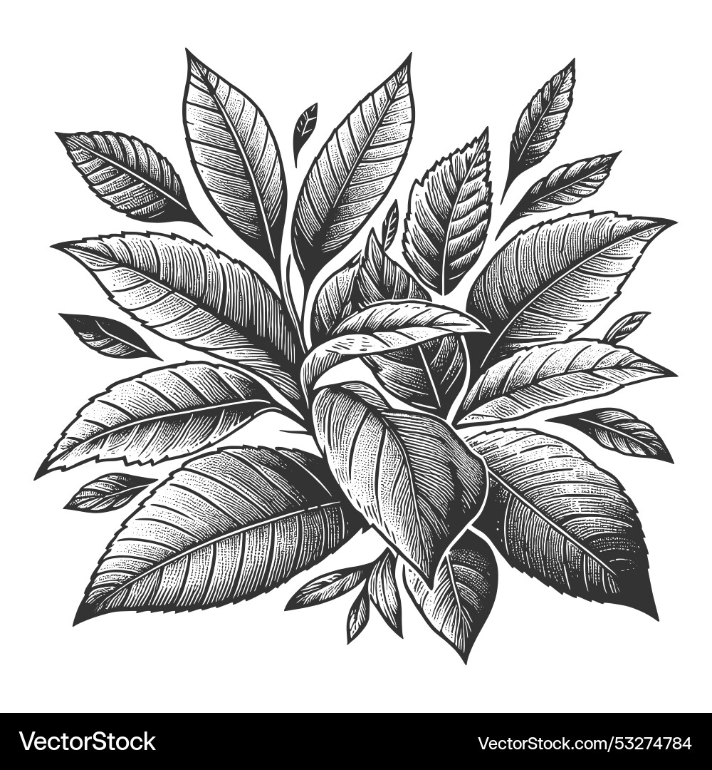 Tea branch engraving line art Royalty Free Vector Image