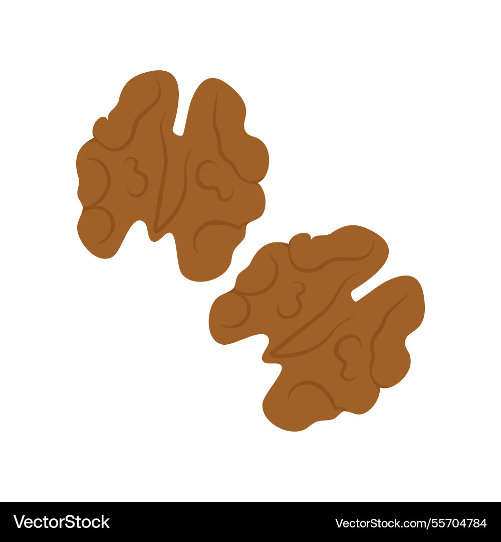Walnut the kernel is milky natural color Vector Image