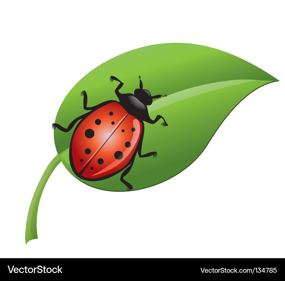 Ladybird Royalty Free Vector Image - VectorStock