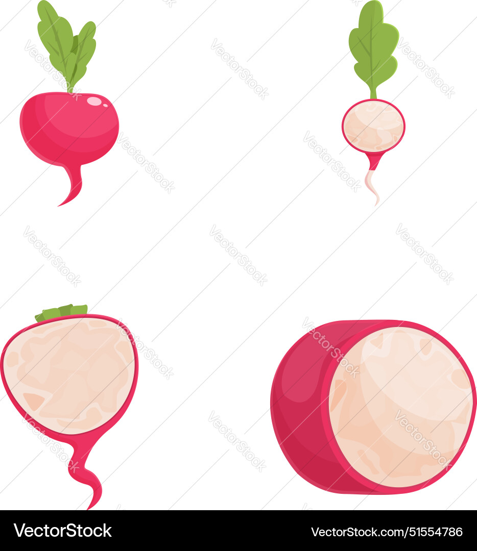 Collection of four stylized radish Royalty Free Vector Image