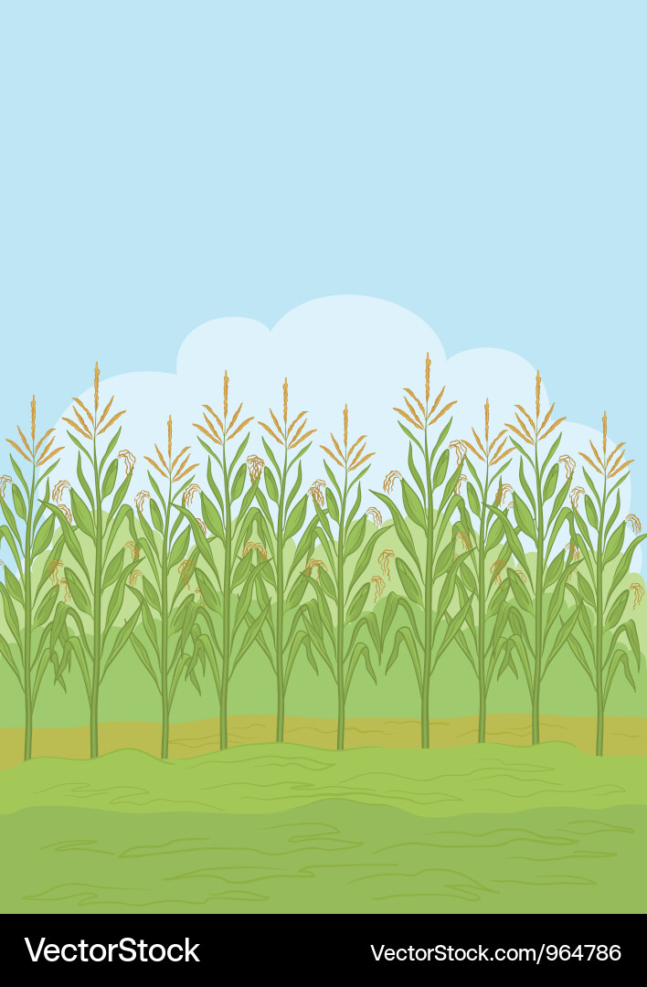 Field with maize Royalty Free Vector Image - VectorStock
