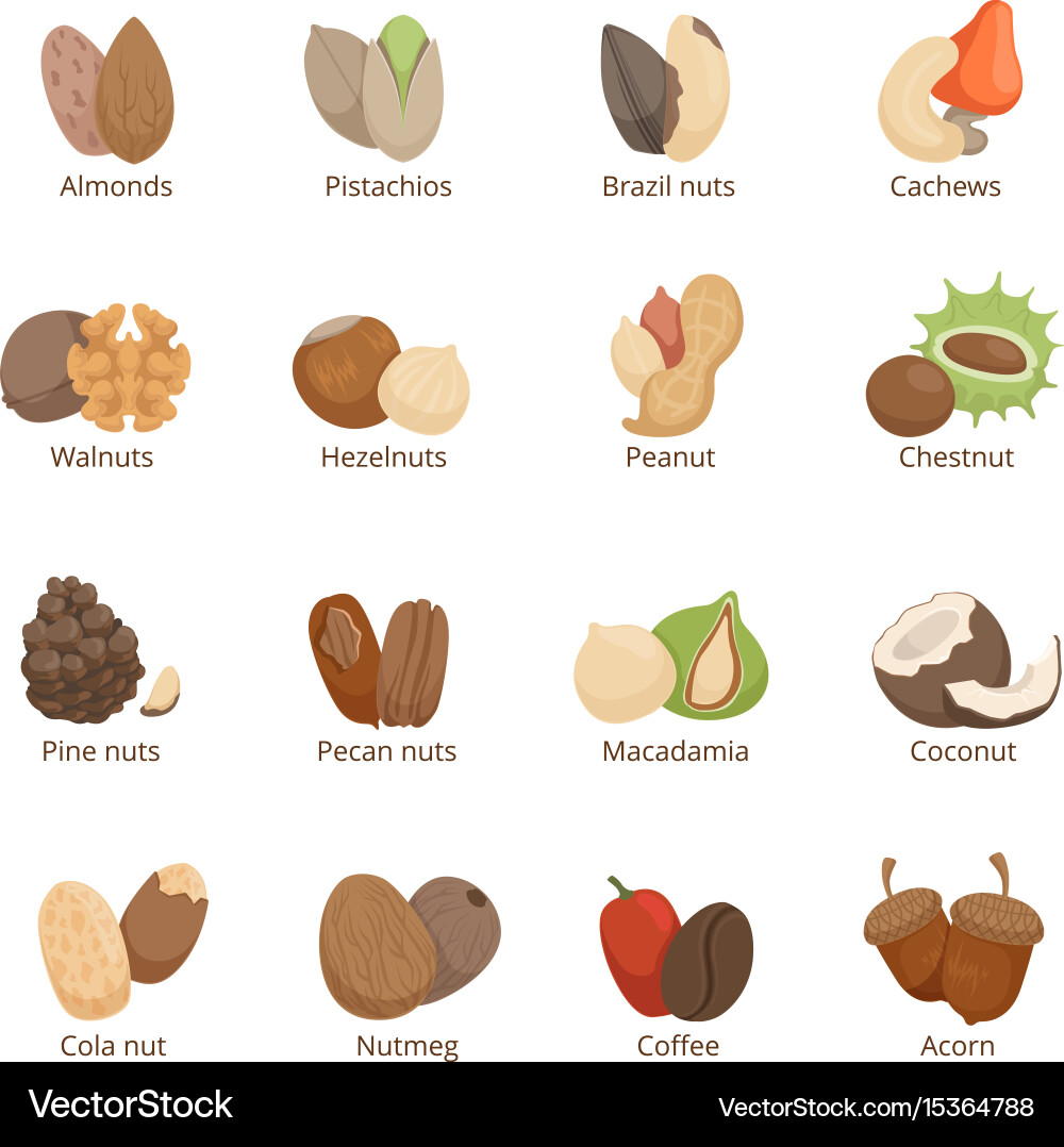 Different nuts set Royalty Free Vector Image - VectorStock