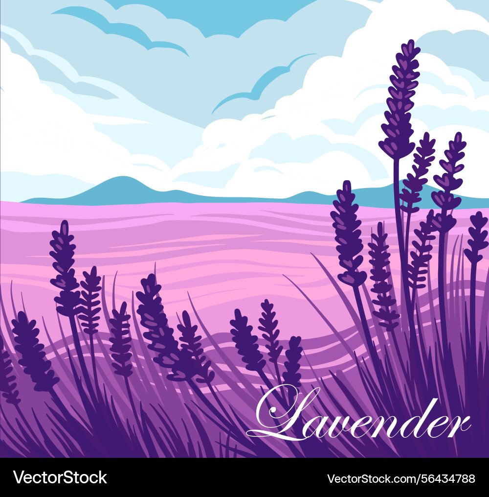 Field lavanda Royalty Free Vector Image - VectorStock