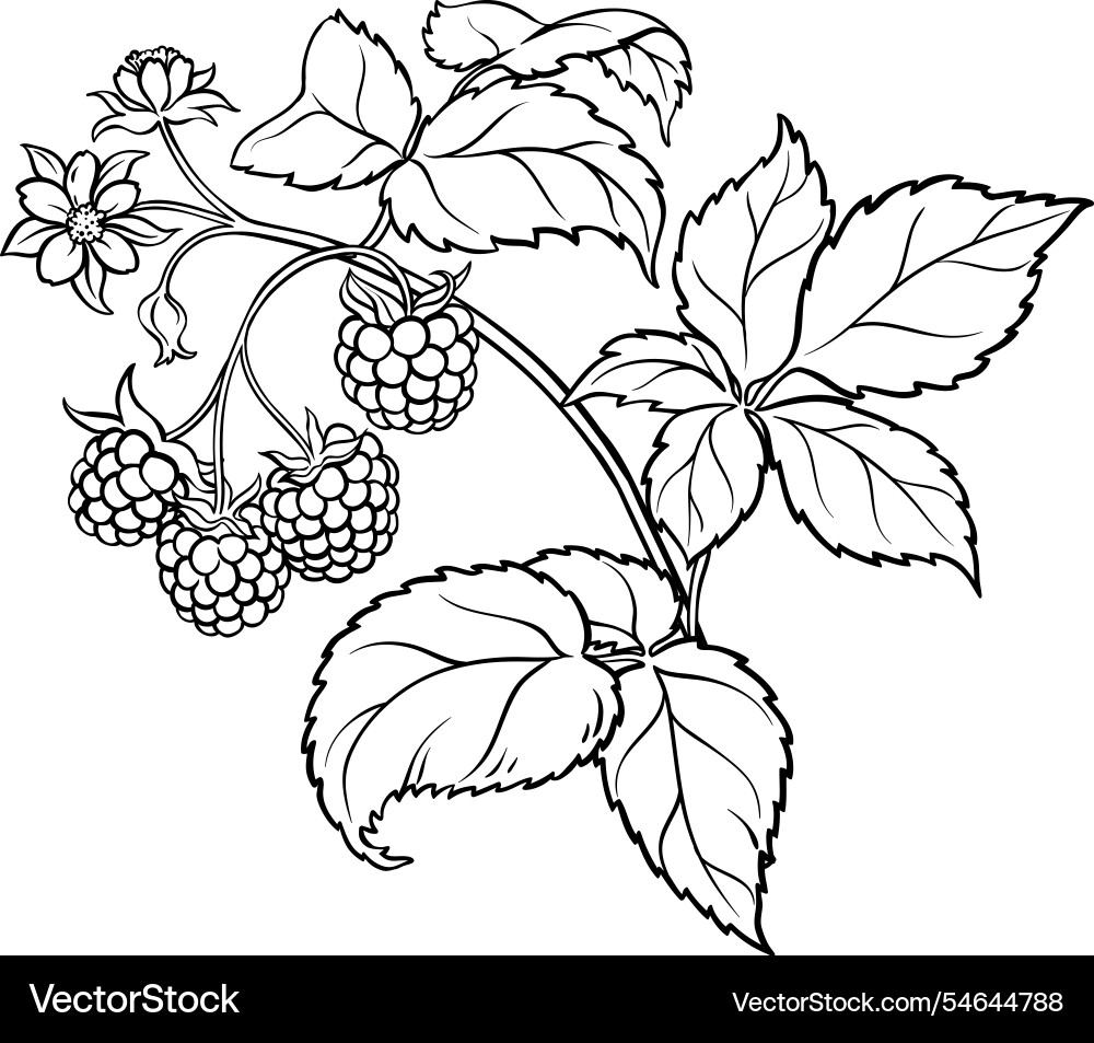 Raspberry branch colored detailed Royalty Free Vector Image