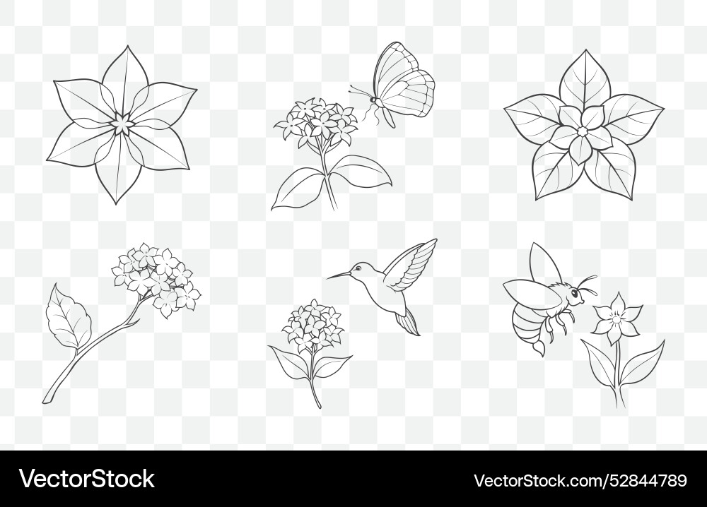 Print pentas flower line art set Royalty Free Vector Image
