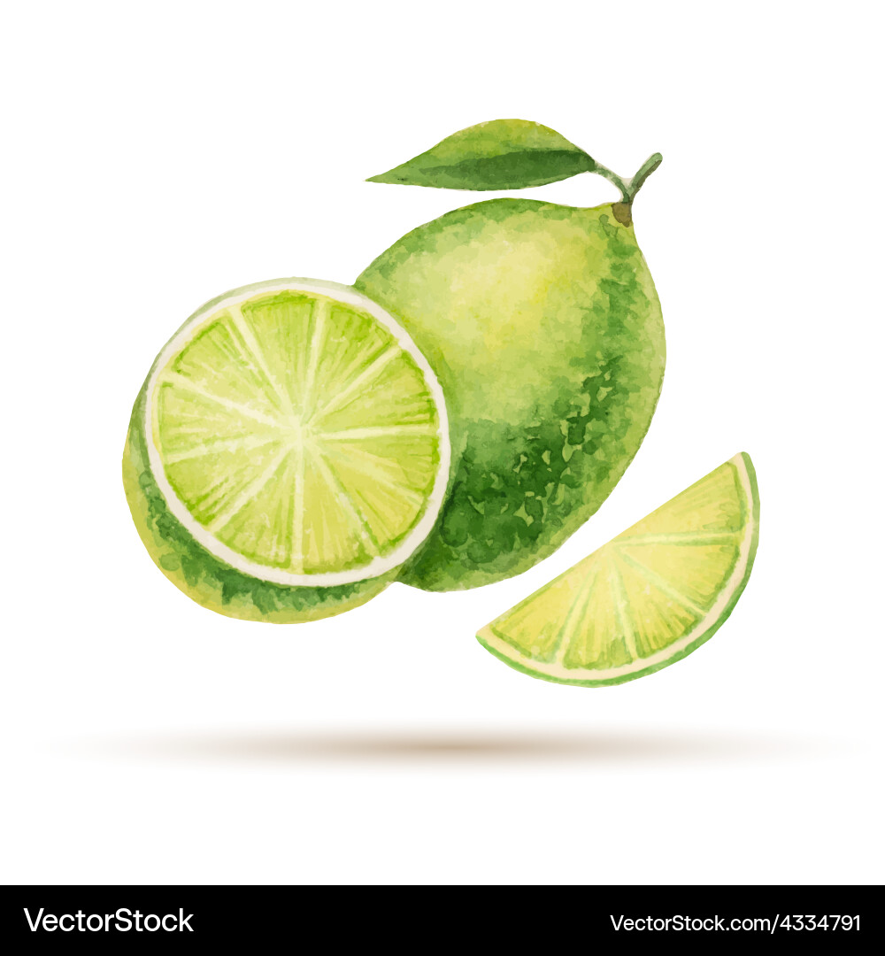 Lime Royalty Free Vector Image - VectorStock