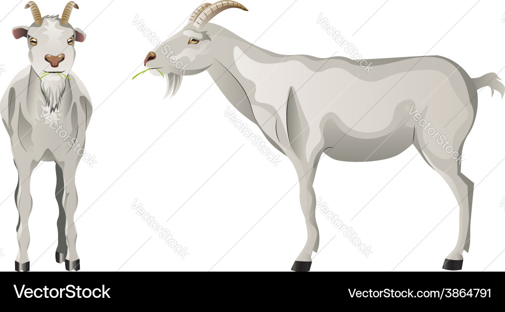 White goat Royalty Free Vector Image - VectorStock